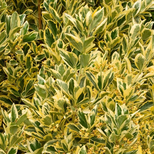 Euonymus Japonicus Silver King Japanese Euonymus | SiteOne