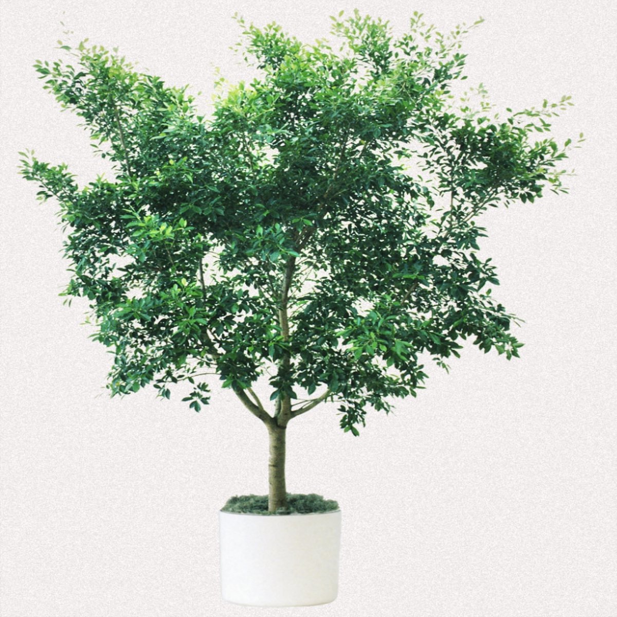 Ficus Microcarpa Nitida Glossy Indian Laurel Fig | SiteOne