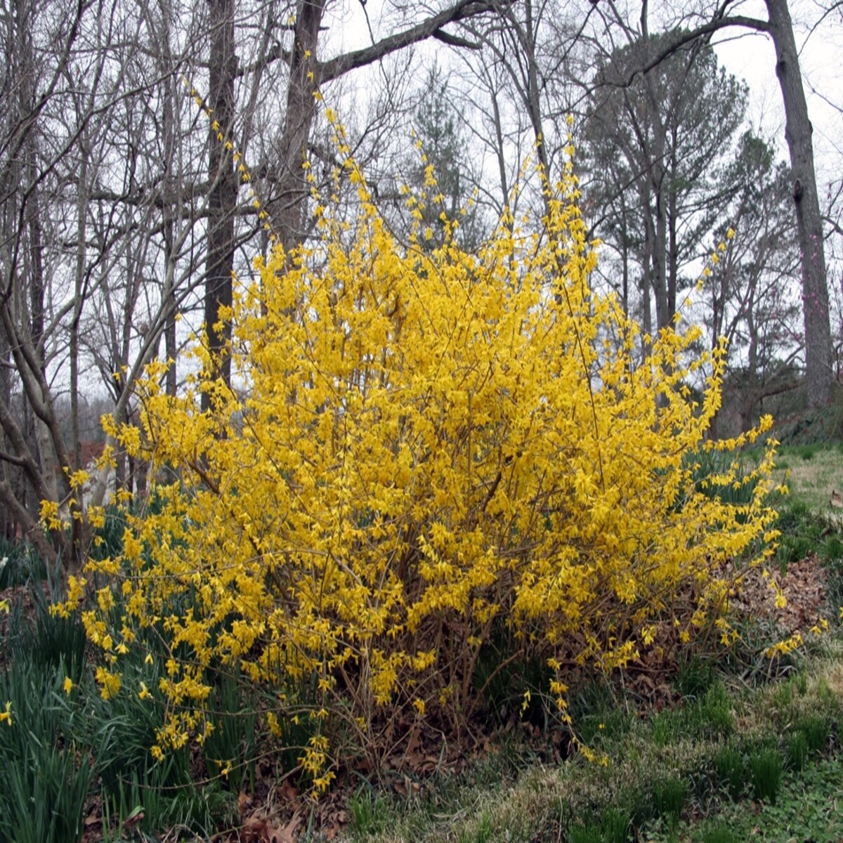 Forsythia X Intermedia Lynwood Variety Border Forsythia | SiteOne