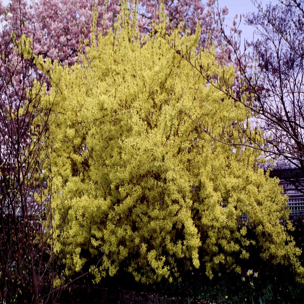 Forsythia X Intermedia Spring Glory Forsythia | SiteOne