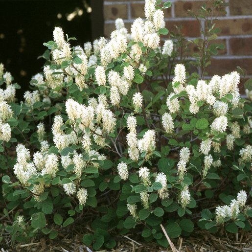 Fothergilla Gardenii Dwarf Fothergilla Siteone
