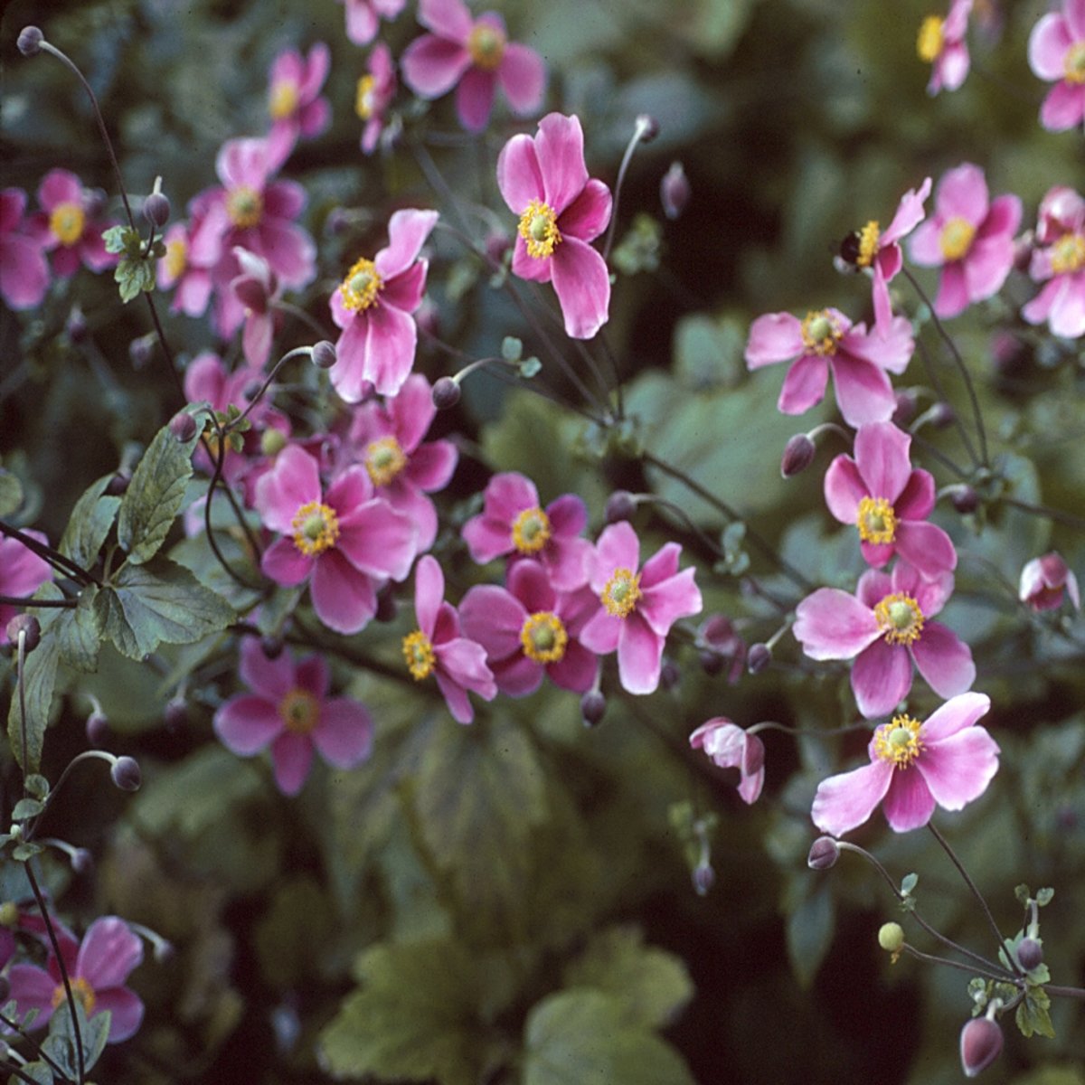 Anemone X Hybrida Queen Charlotte Japanese Anemone | SiteOne