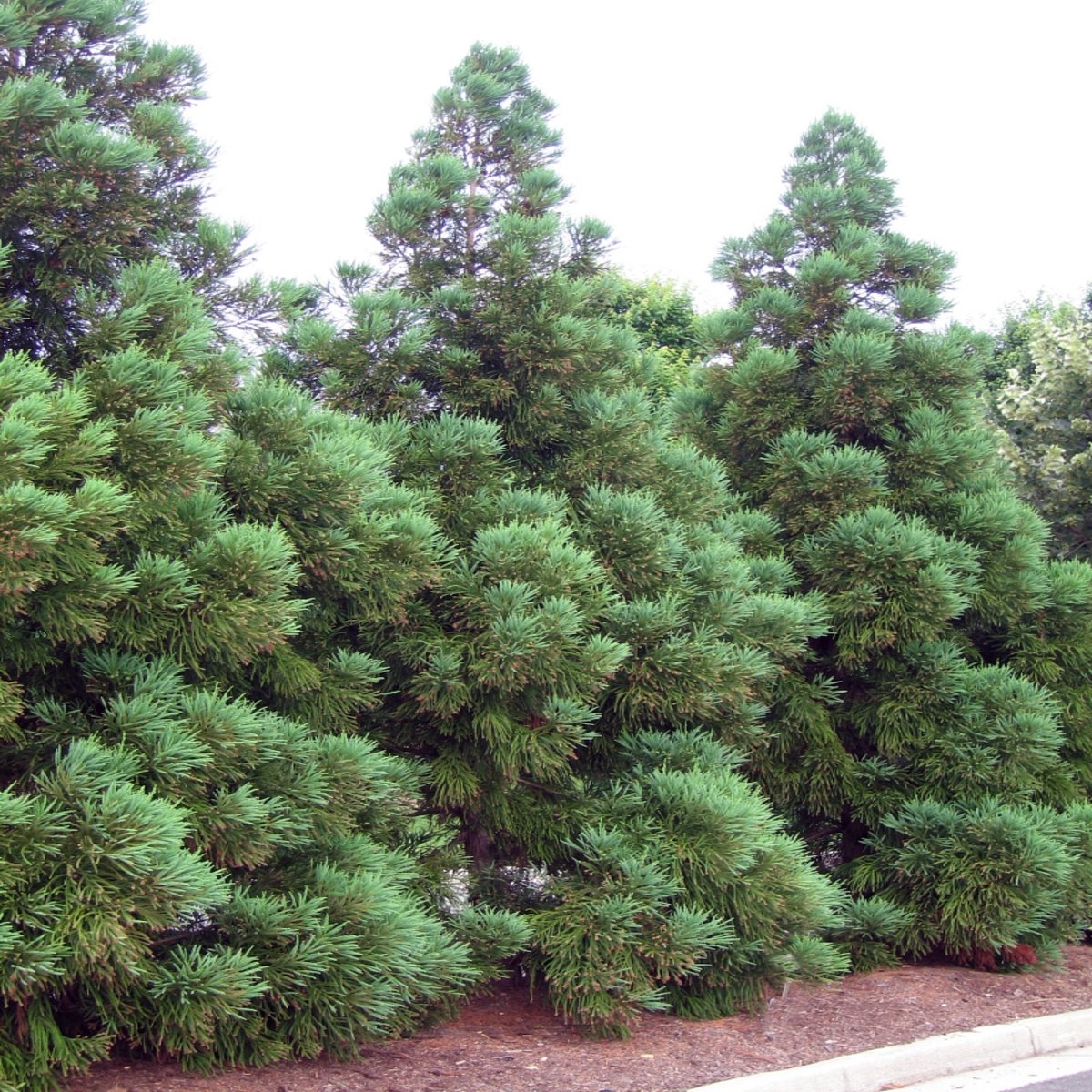 Cryptomeria Japonica Kitayama Japanese Cedar | SiteOne