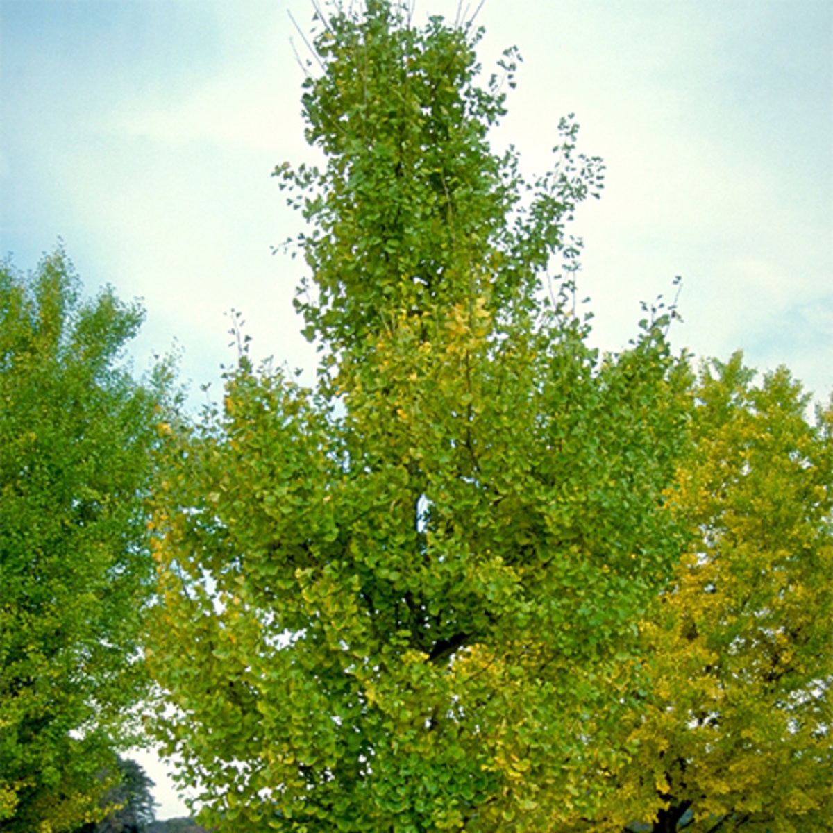 Ginkgo Biloba Princeton Sentry Maidenhair Tree | SiteOne