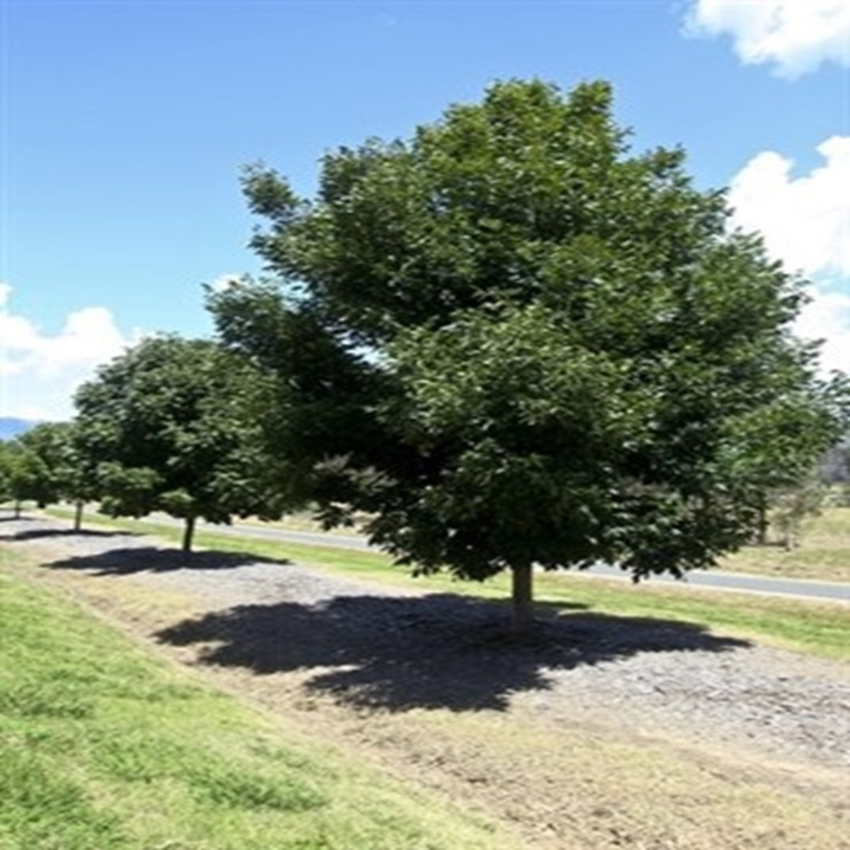 Fraxinus Pennsylvanica Urbanite Green Ash | SiteOne