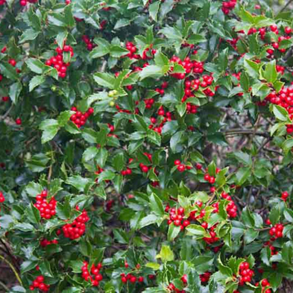 Ilex X Meserveae Blue Princess Blue Holly | SiteOne