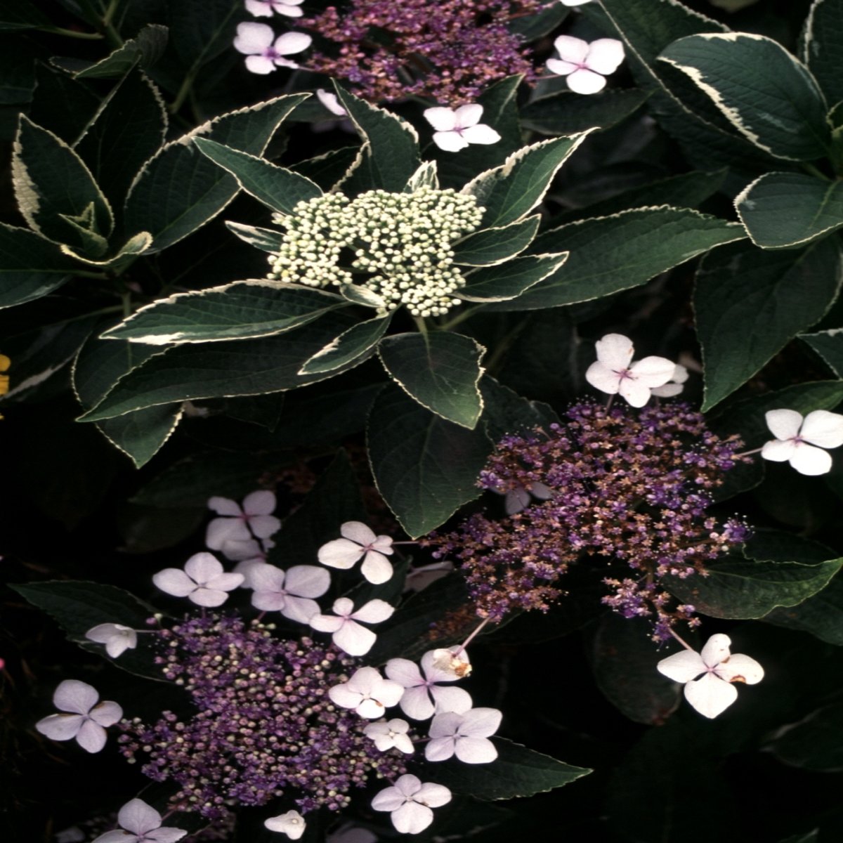 Hydrangea Macrophylla Variegata Variegated Bigleaf Hydr | SiteOne