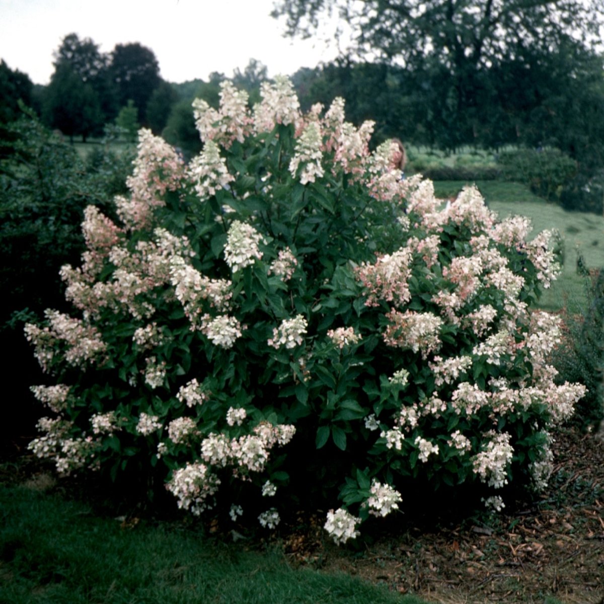 Hydrangea Paniculata Unique Panicle Hydrangea | SiteOne
