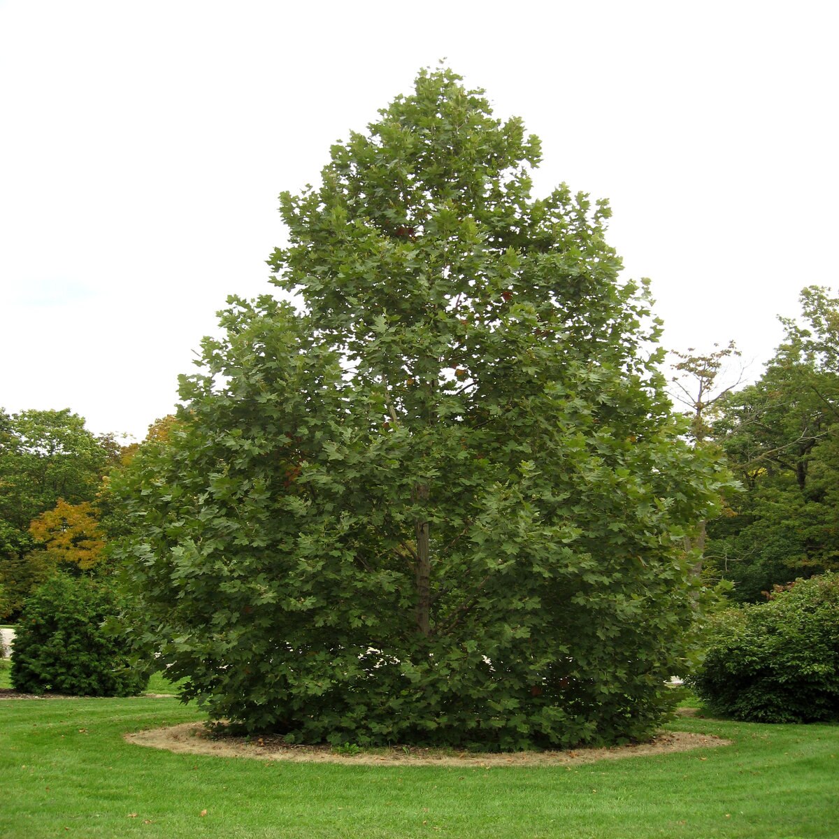 Platanus Acerifolia Exclamation London Planetree | SiteOne