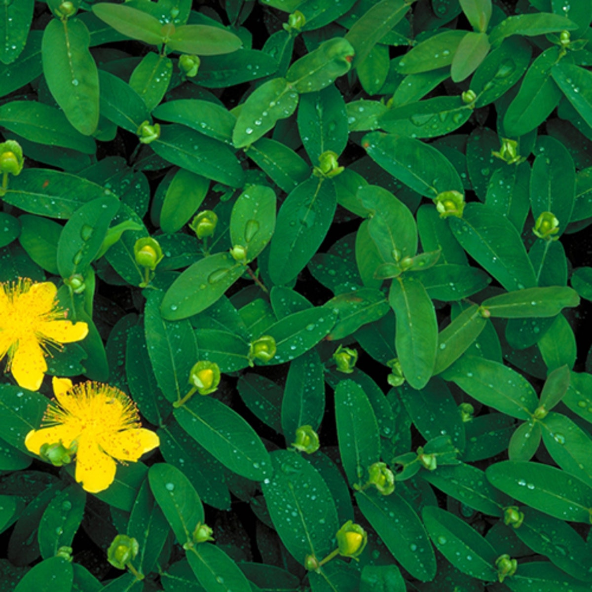 Hypericum Calycinum Creeping St. Johns Wort | SiteOne