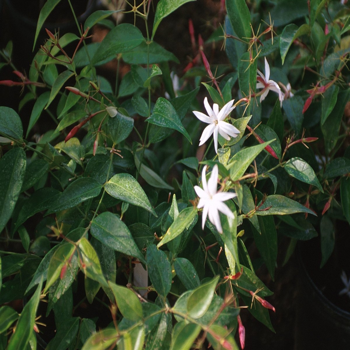 Jasminum Polyanthum Pink Jasmine | SiteOne