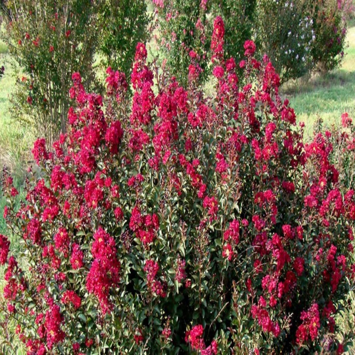 Lagerstroemia Indica Double Feature Crape Myrtle | SiteOne