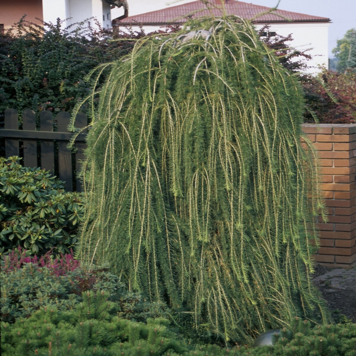 Larix Decidua Pendula Weeping Larch | SiteOne