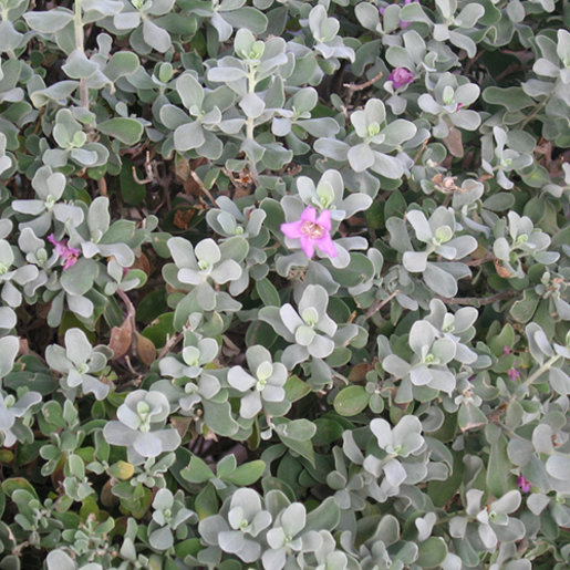 Leucophyllum Frutescens Compactum Texas Sage | SiteOne