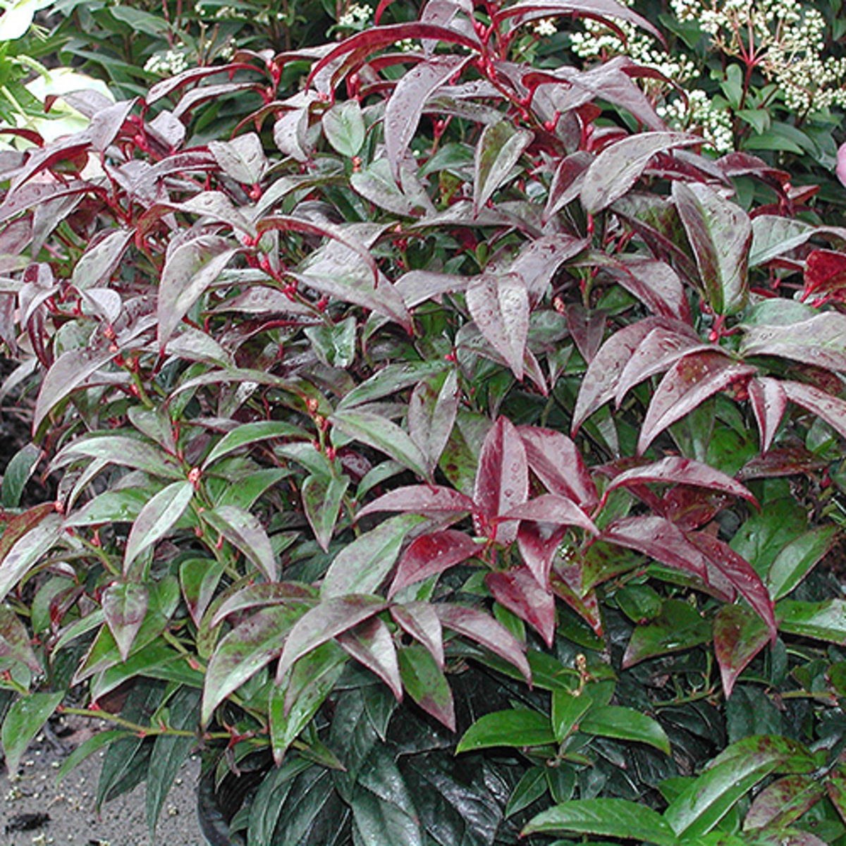 Leucothe Axillaris Coastal Doghobble | SiteOne