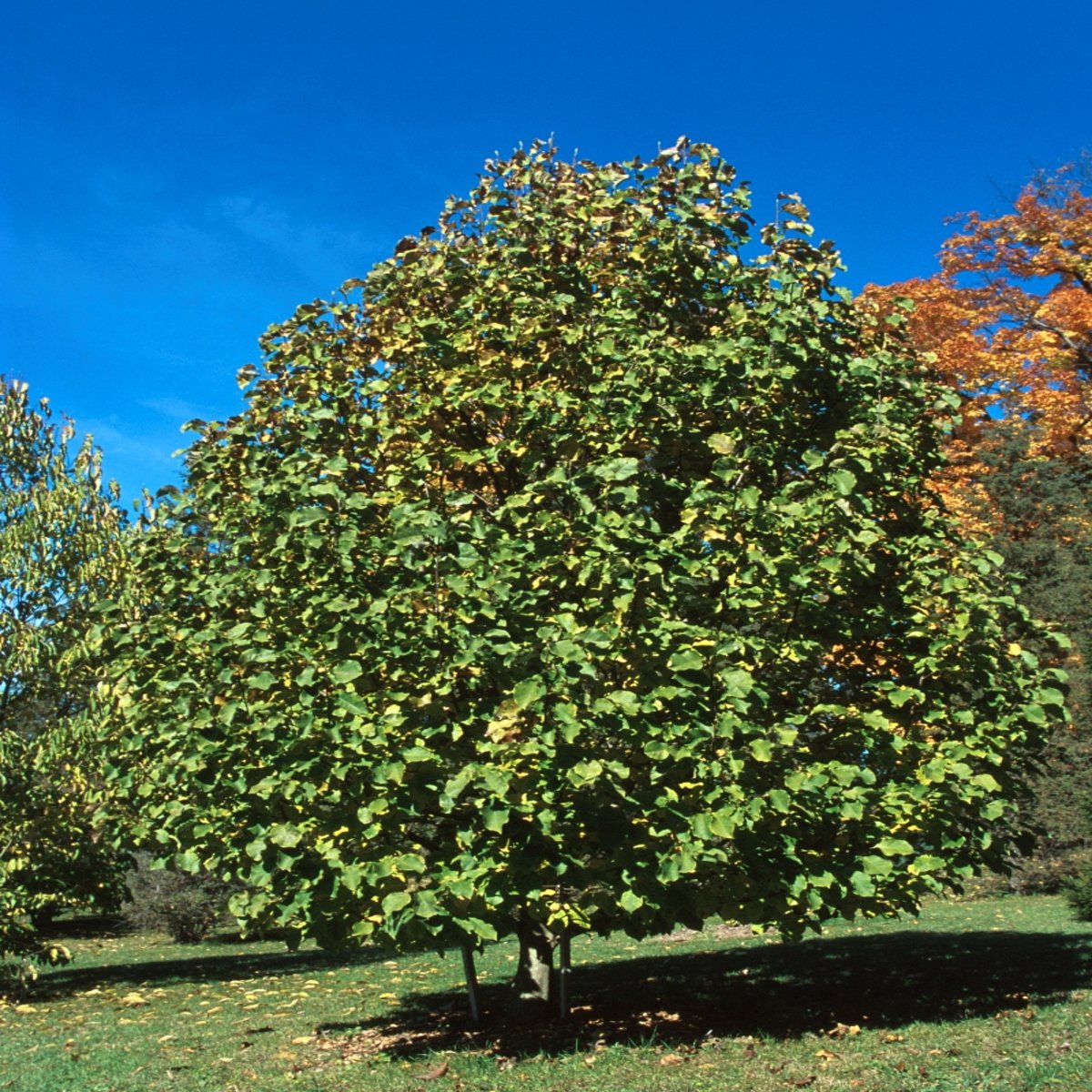 Magnolia X Galaxy Magnolia | SiteOne