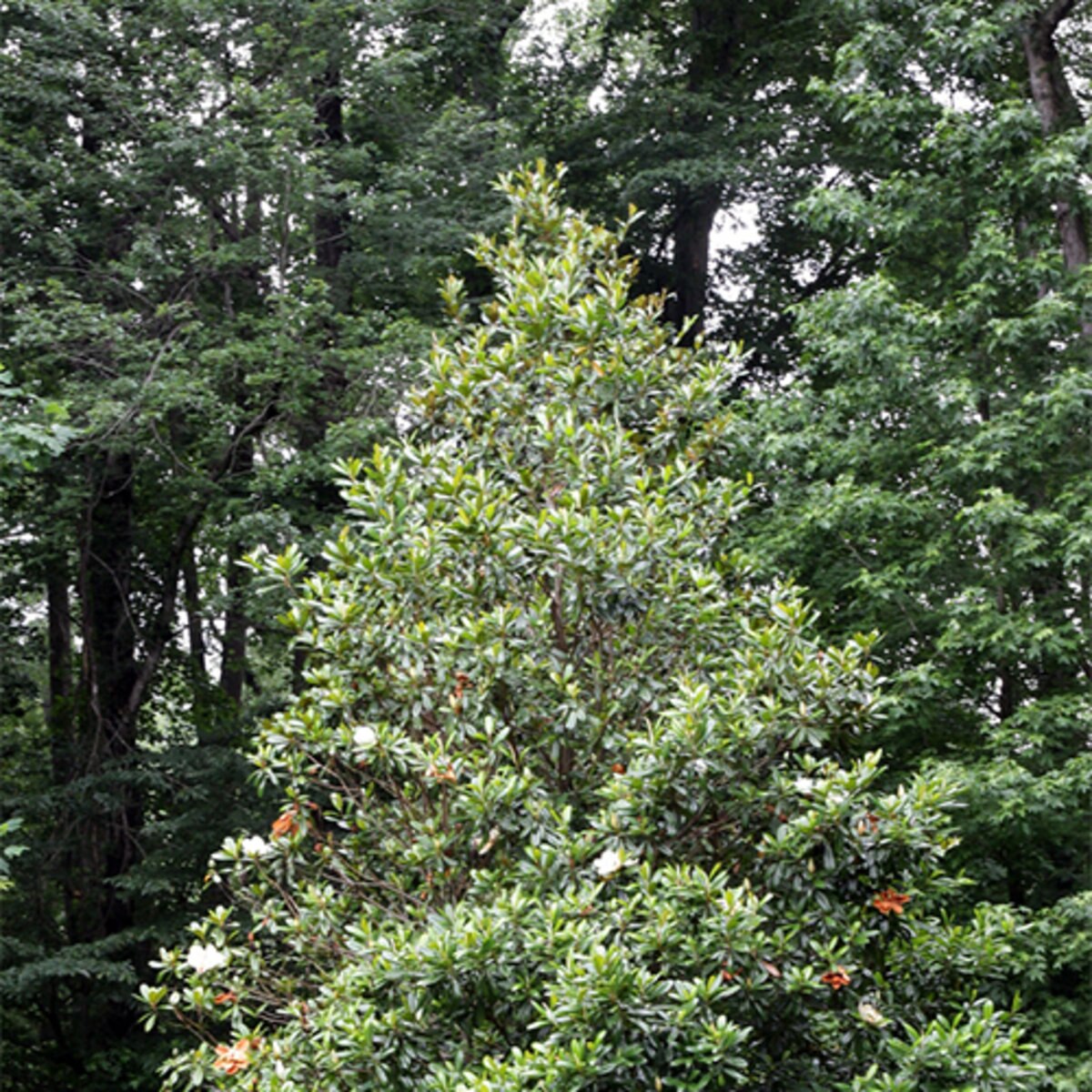 Magnolia Grandiflora Claudia Wannamaker Southern Magnol | SiteOne