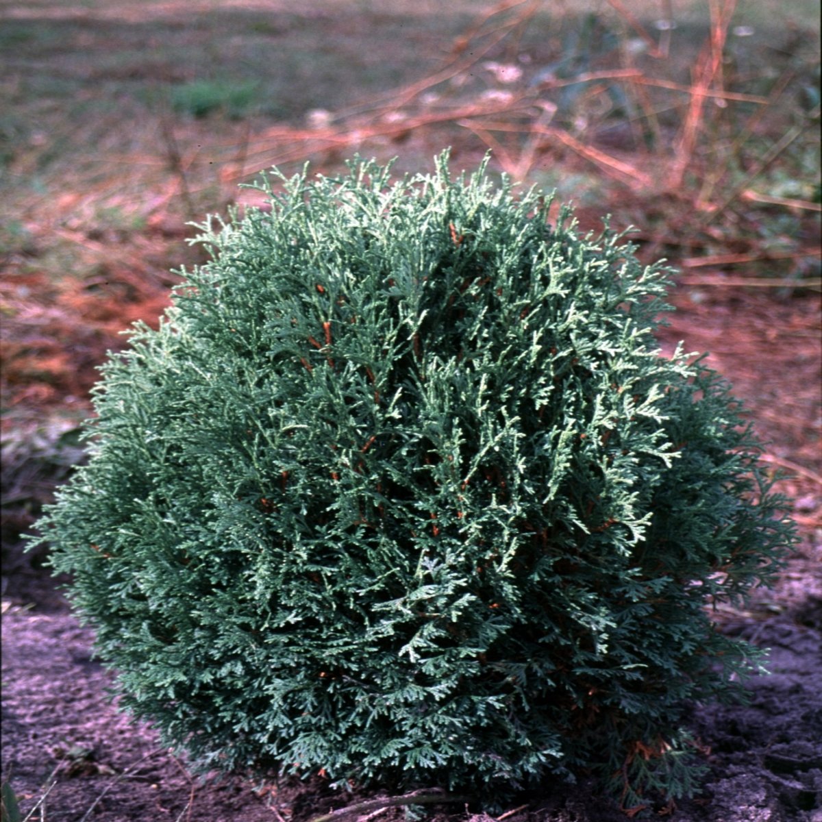 Thuja Occidentalis Little Gem Arborvitae | SiteOne
