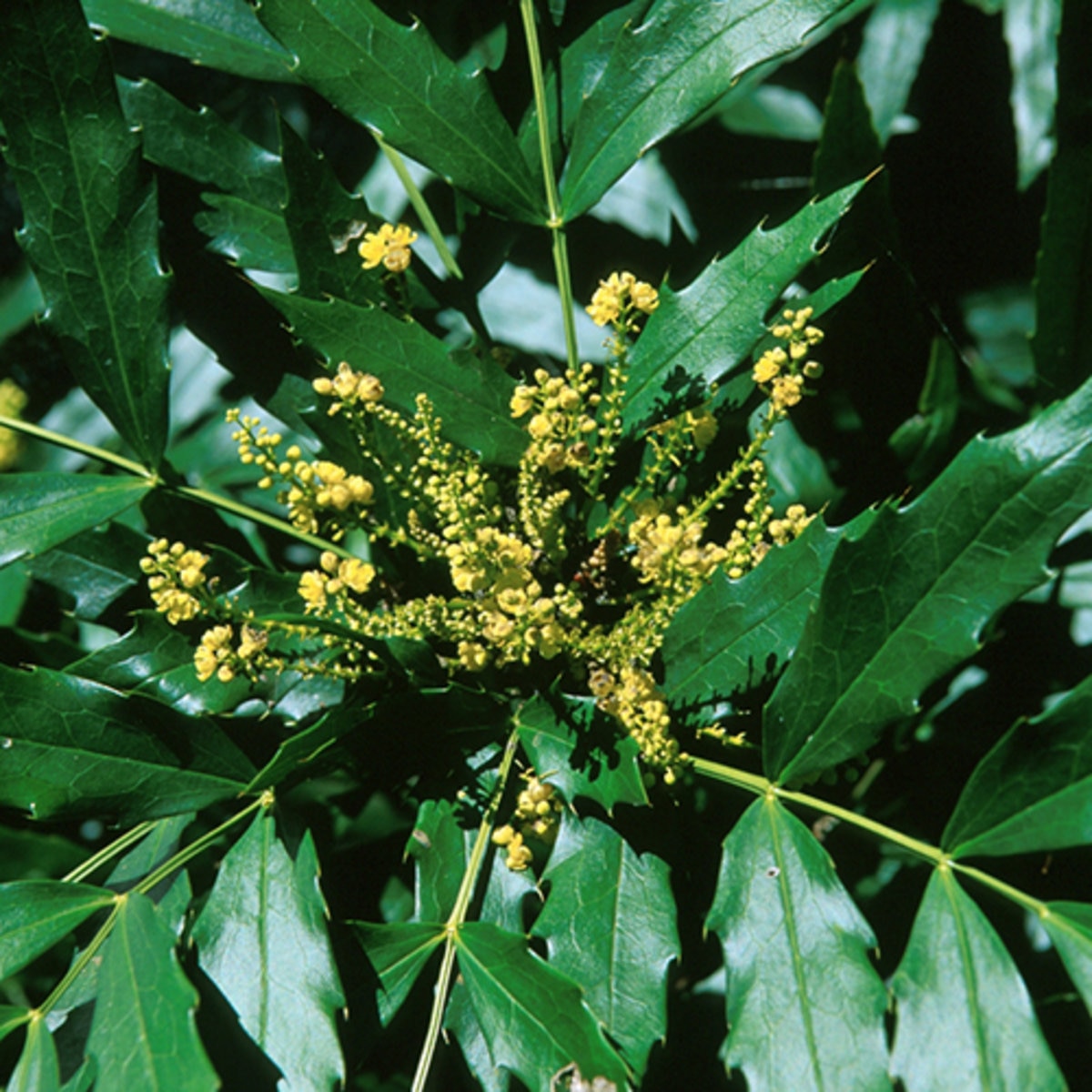 Mahonia Fortunei Chinese Mahonia | SiteOne