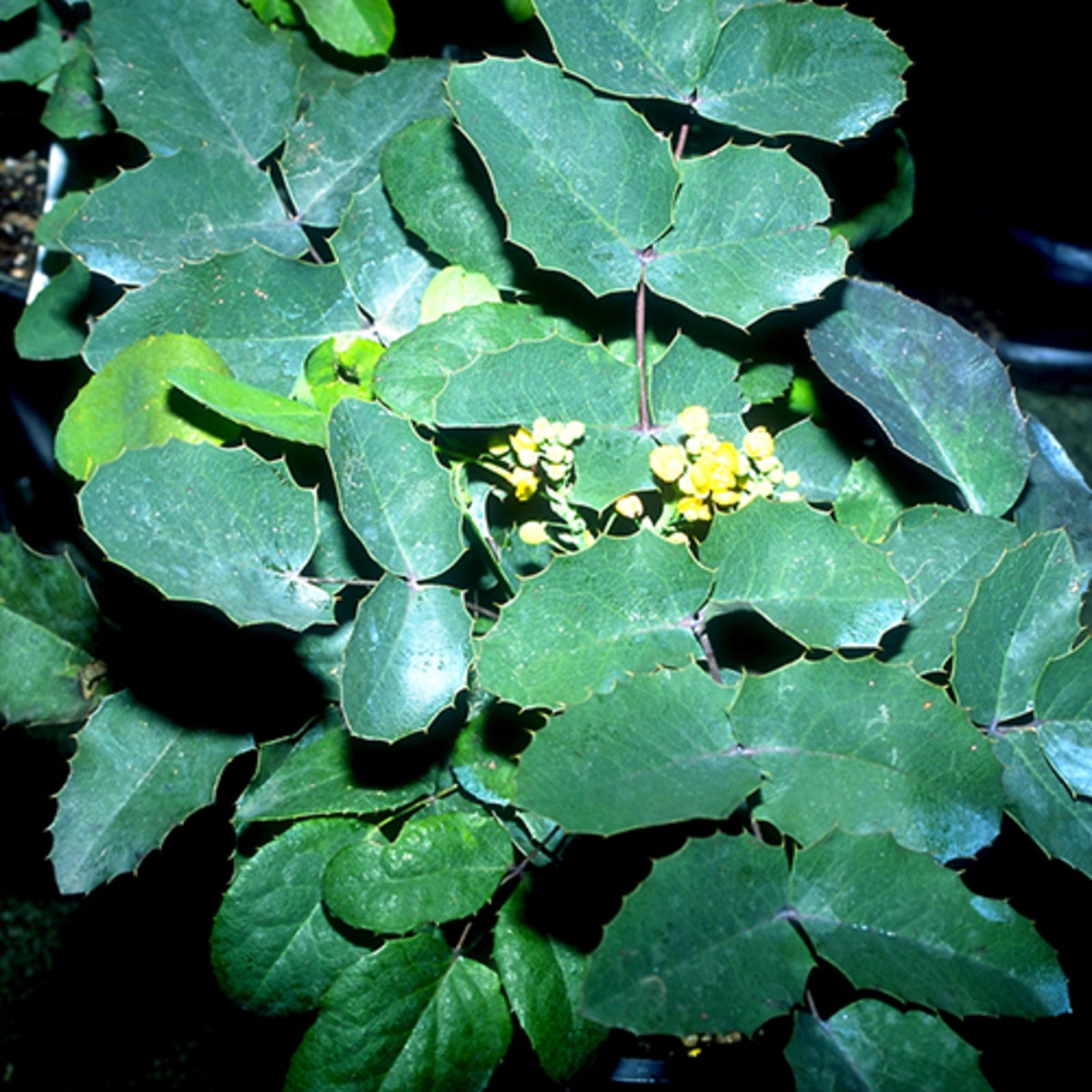Mahonia Repens Creeping Oregon Grape | SiteOne