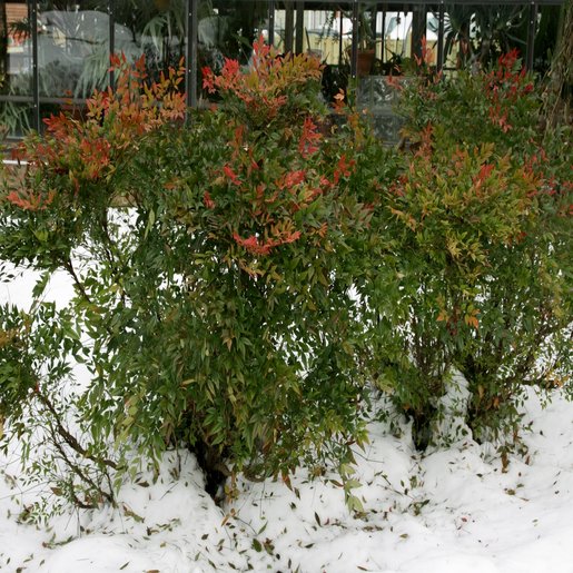 Nandina Domestica Moon Bay Heavenly Bamboo | SiteOne