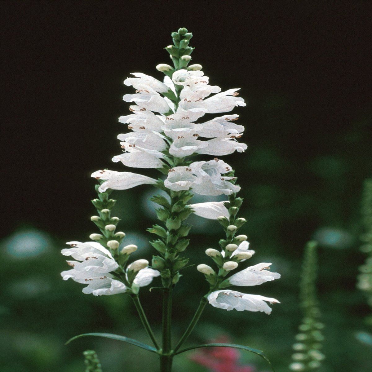 Physostegia Virginiana Miss Manners Obedient Plant | SiteOne