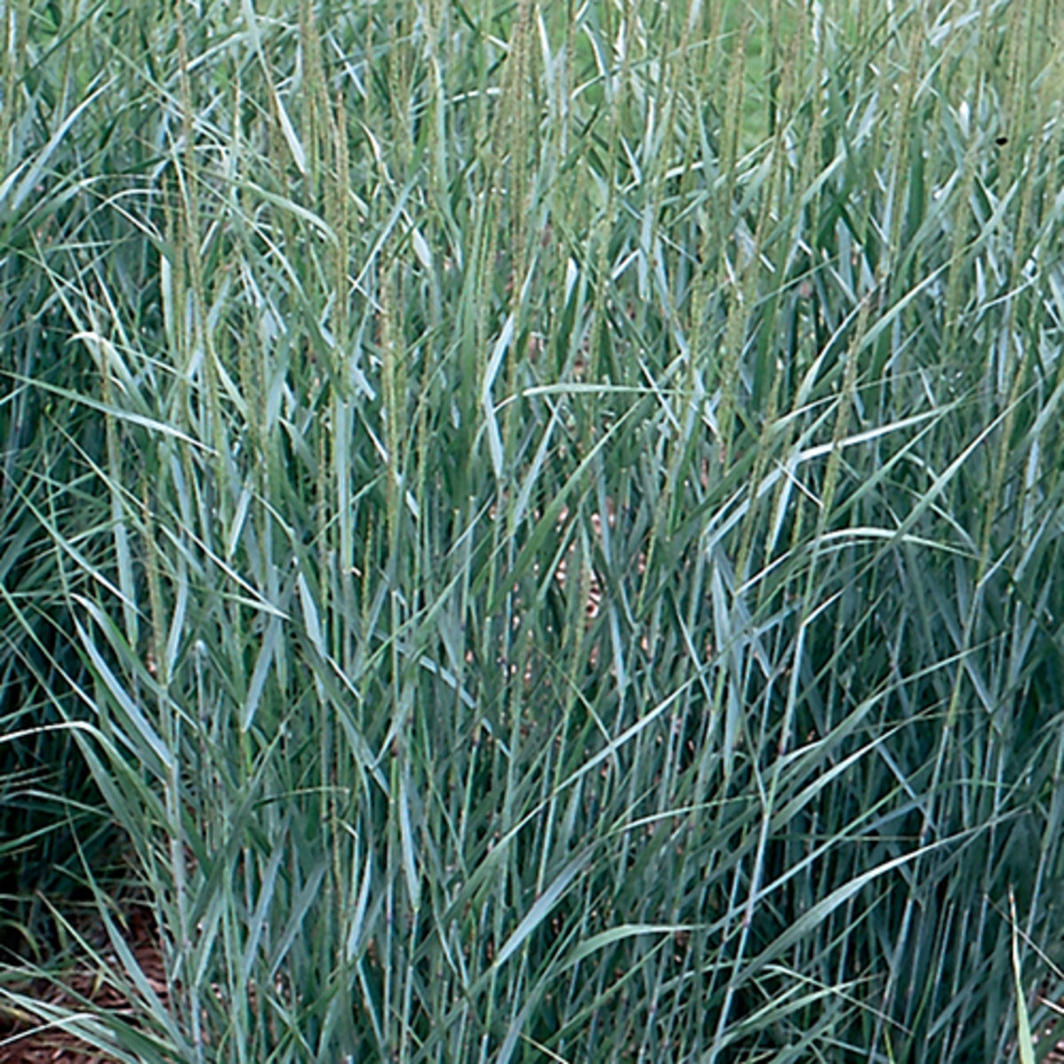 Panicum Virgatum 'Prairie Sky' Switch Grass | SiteOne