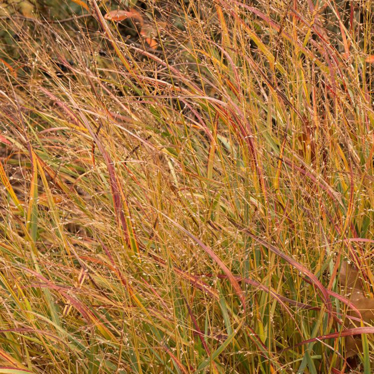 Panicum Virgatum 'Shenandoah' Switch Grass | SiteOne
