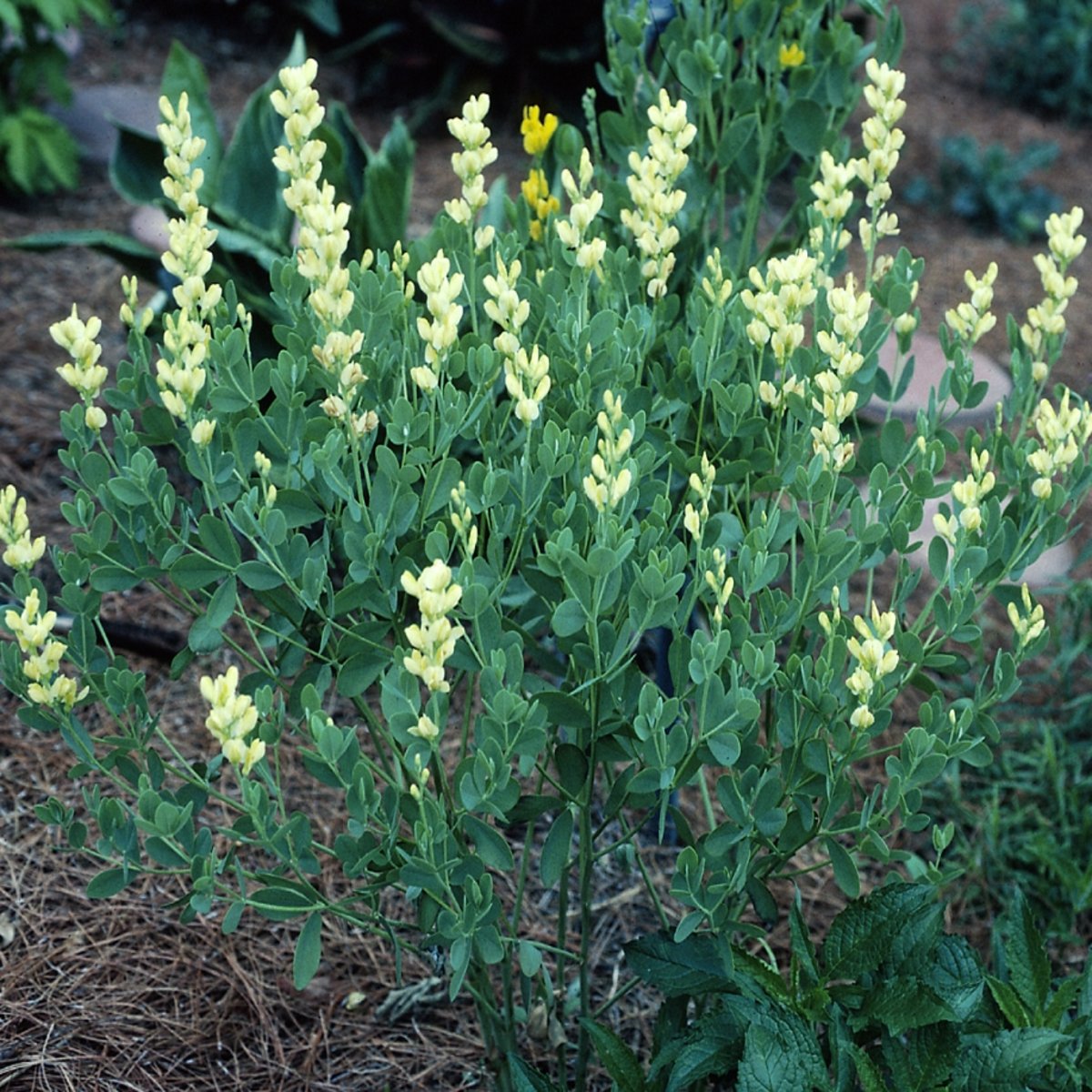 Baptisia Sphaerocarpa Yellow Wild Indigo | SiteOne