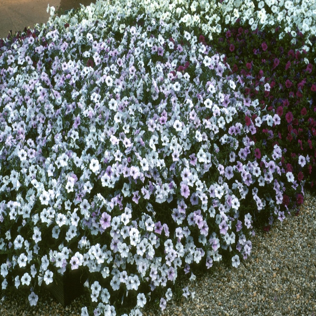 Petunia X Hybrida Tidal Wave Silver Spreading Petunia | SiteOne