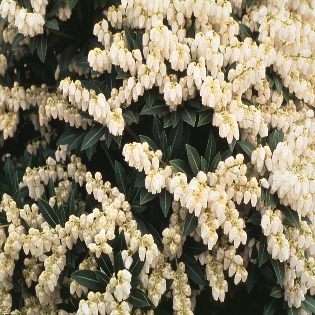 Pieris Japonica Cavatine Japanese Andromeda | SiteOne