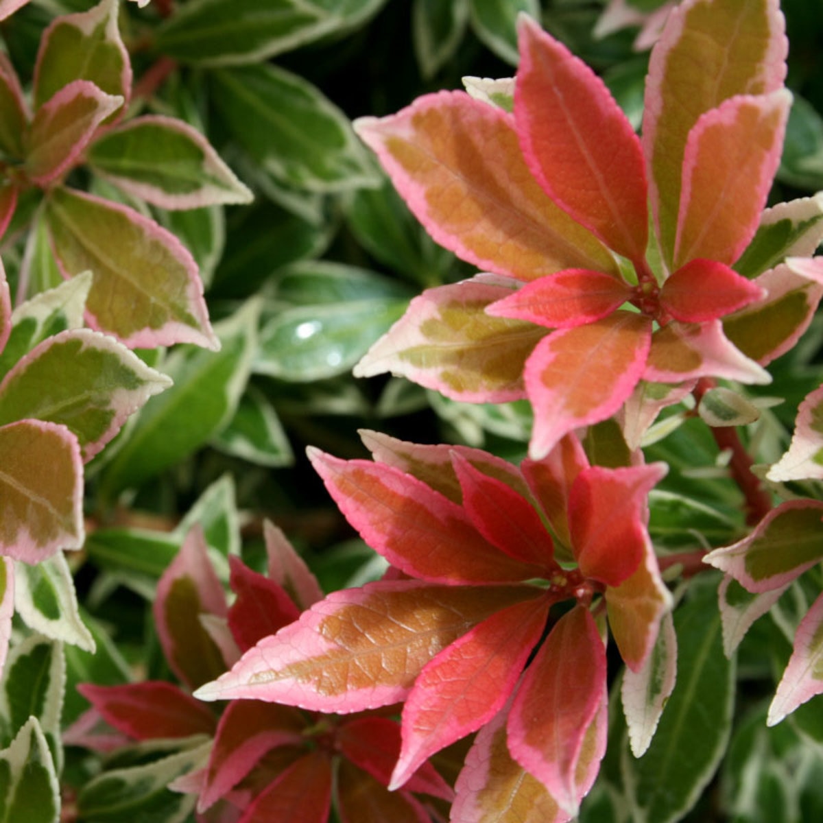 Pieris Japonica Compacta Japanese Andromeda | SiteOne