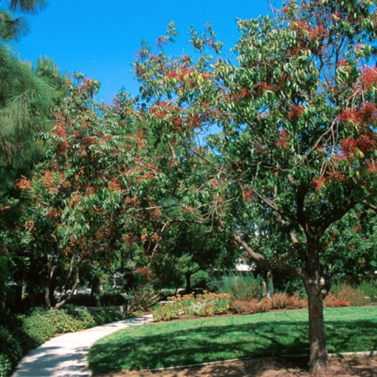 Pistacia Chinensis Keith Davey Chinese Pistache | SiteOne