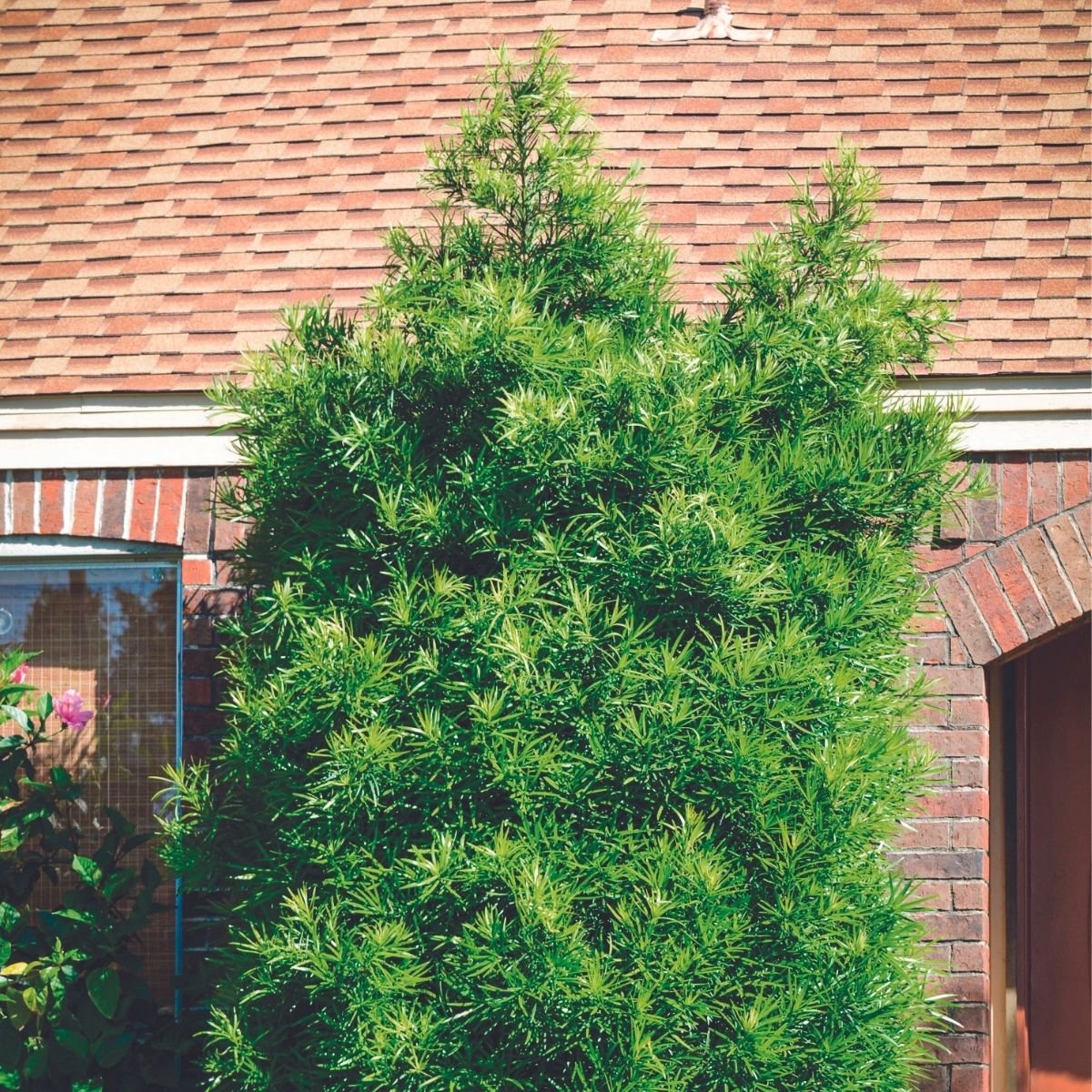 Podocarpus Macrophyllus Maki Yew Plum Pine | SiteOne