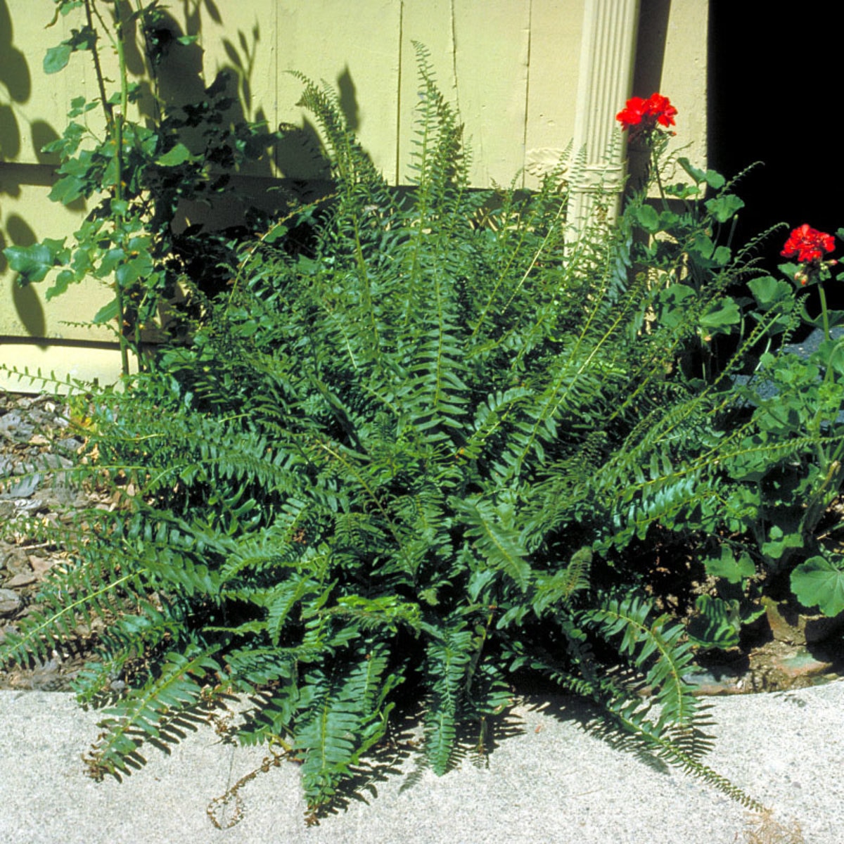 Polystichum Acrostichoides Christmas Fern | SiteOne