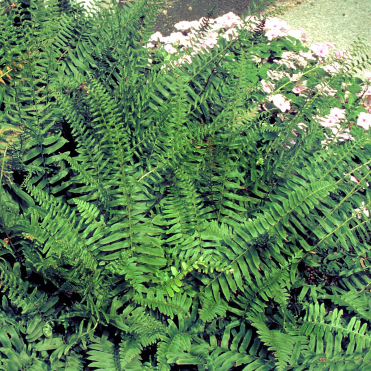 Polystichum Acrostichoides Christmas Fern | SiteOne