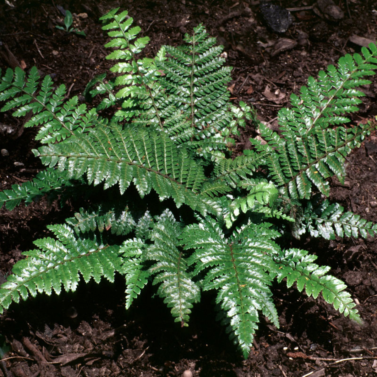 Polystichum Polyblepharum Tassel Fern | SiteOne
