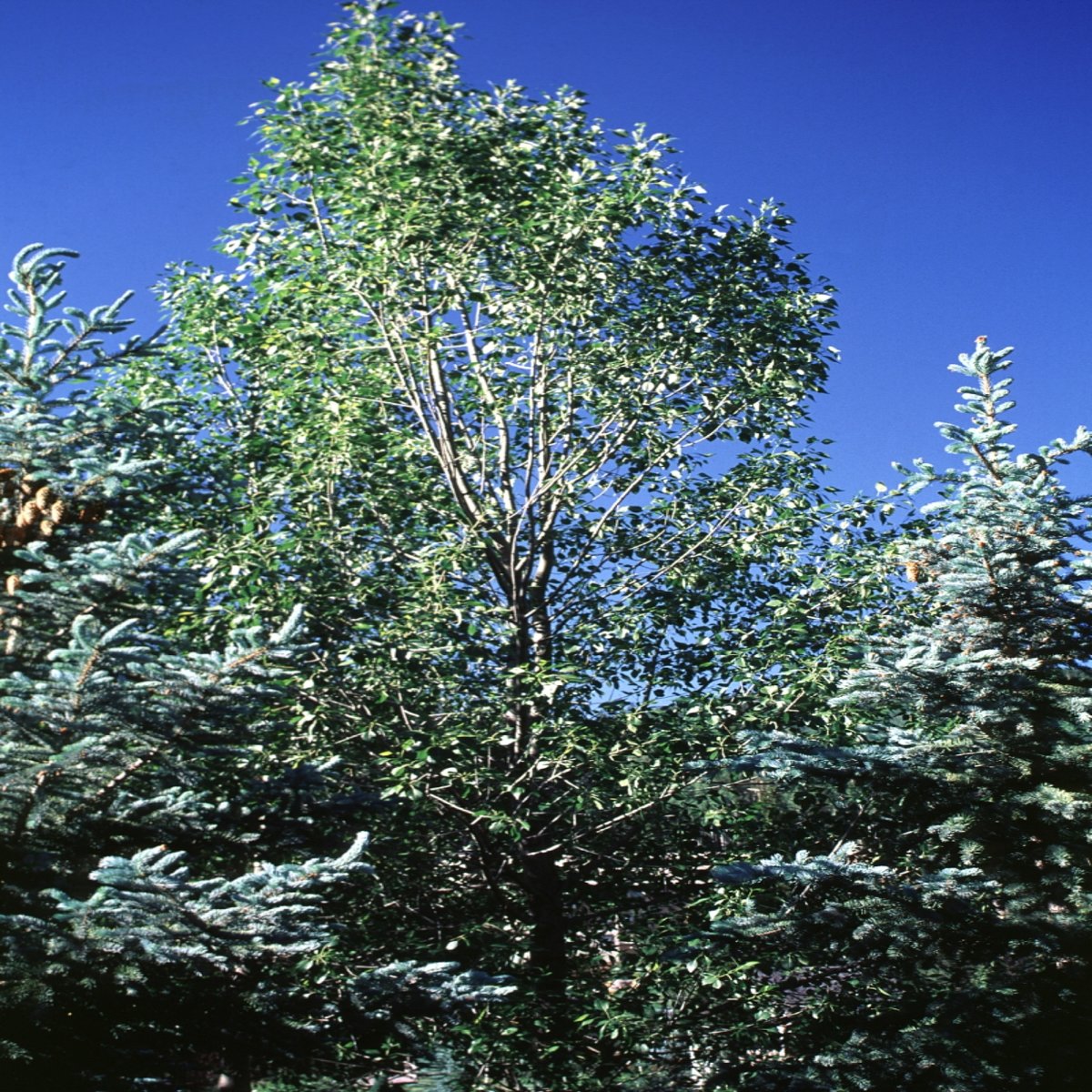 Populus X Acuminata Lanceleaf Cottonwood | SiteOne