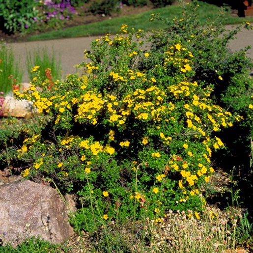 Potentilla Fruticosa Gold Drop Shrubby Cinquefoil | SiteOne