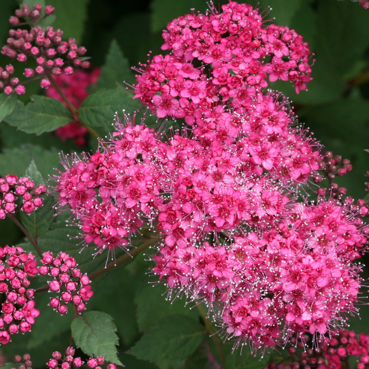 Spiraea Japonica Double Play Pink Spirea | SiteOne