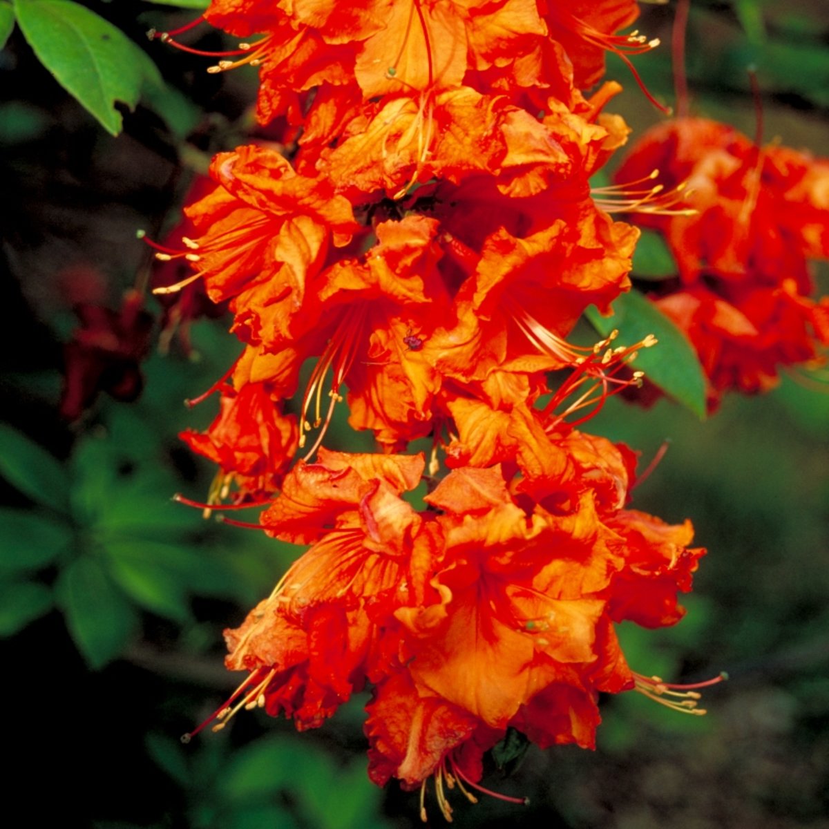 Rhododendron X Gibraltar Exbury Azalea | SiteOne