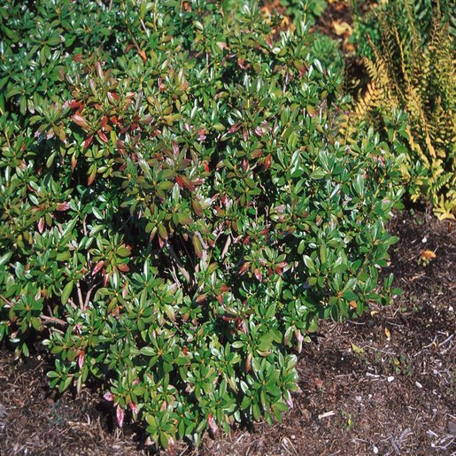 Rhododendron X Herbert Azalea | SiteOne