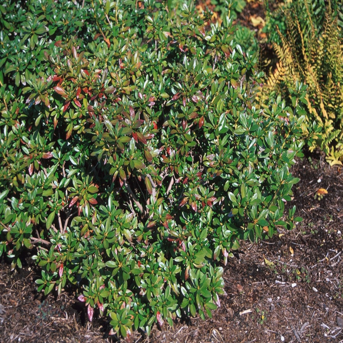 Rhododendron X Herbert Azalea | SiteOne