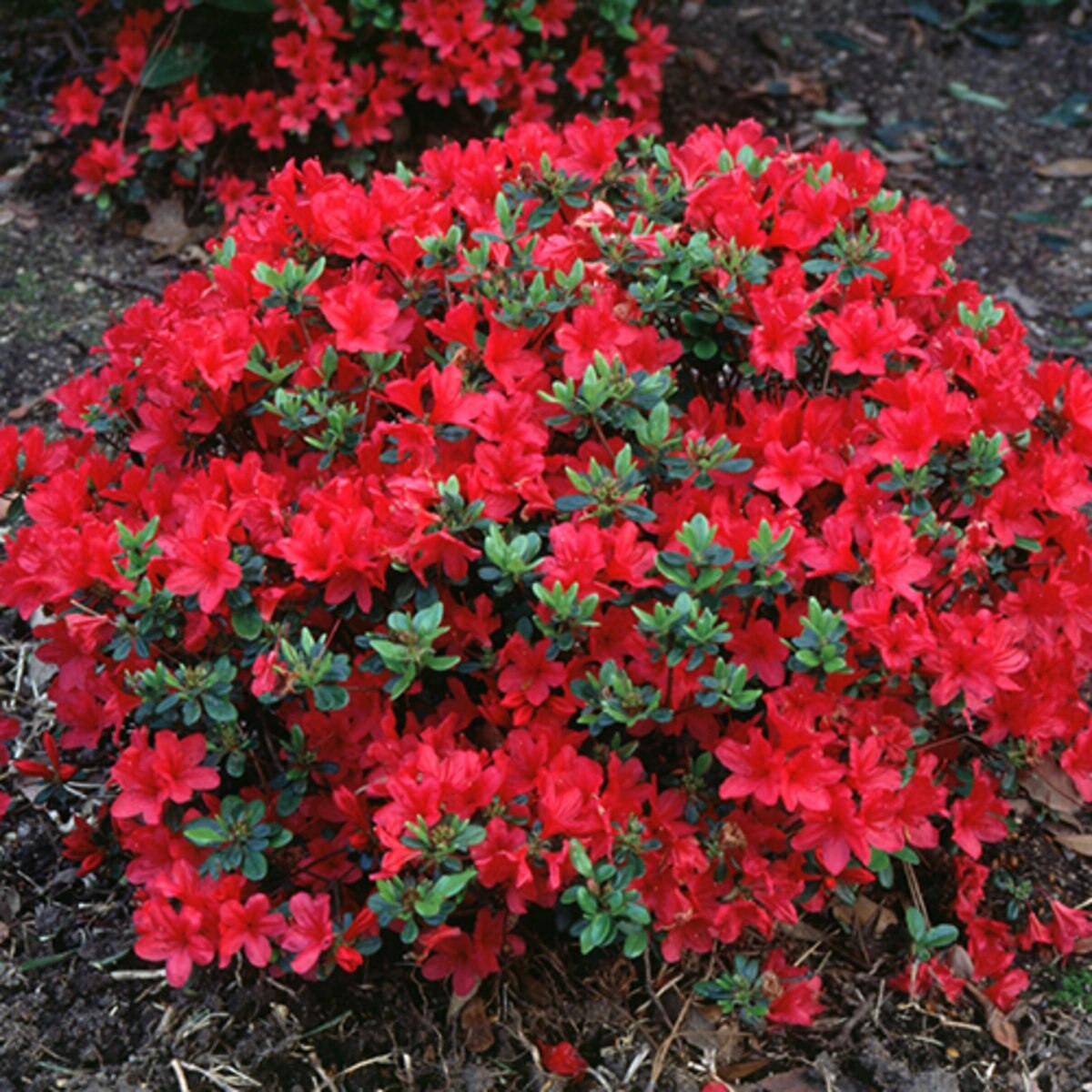 Rhododendron X Hino Crimson Azalea | SiteOne