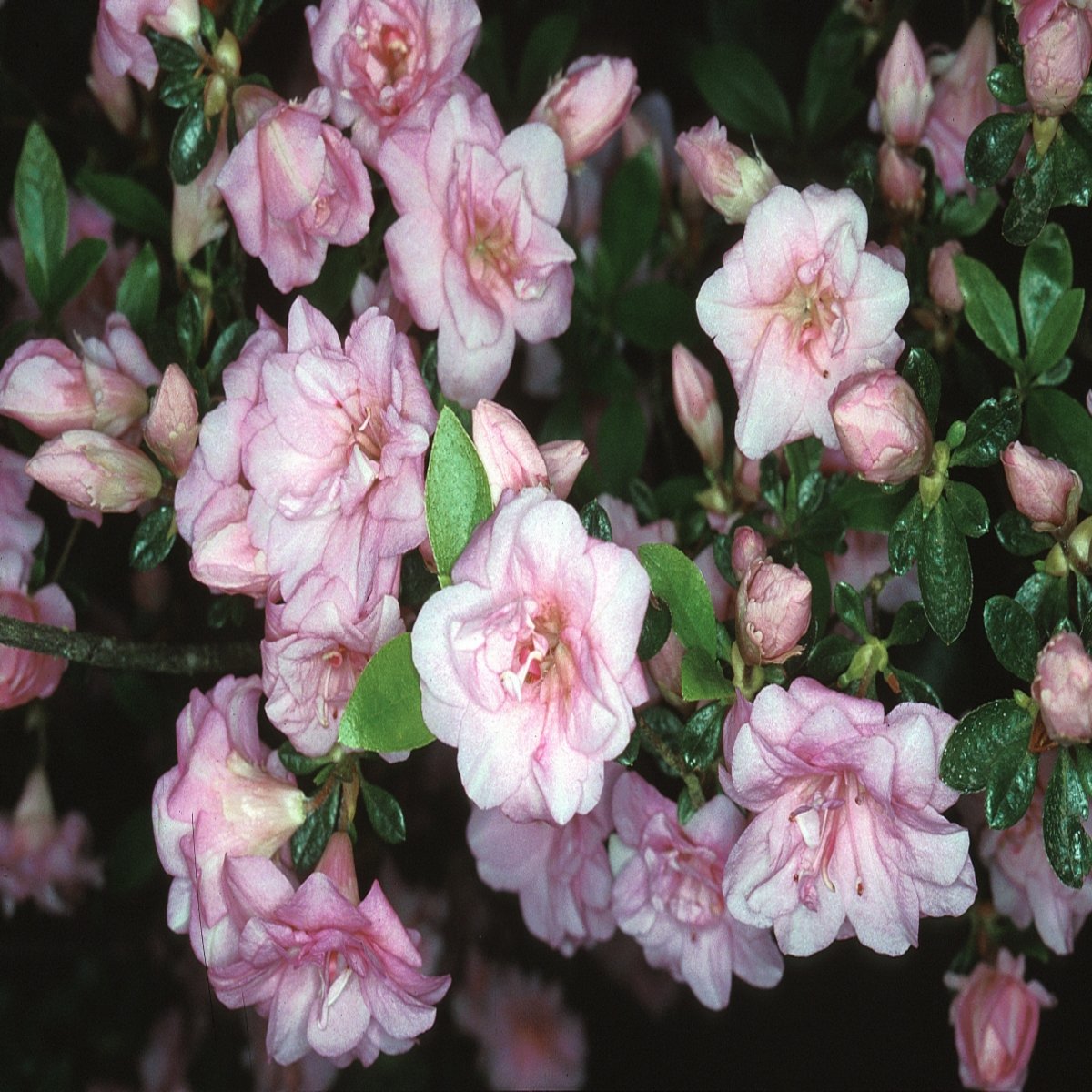 Rhododendron X Rosebud Azalea | SiteOne