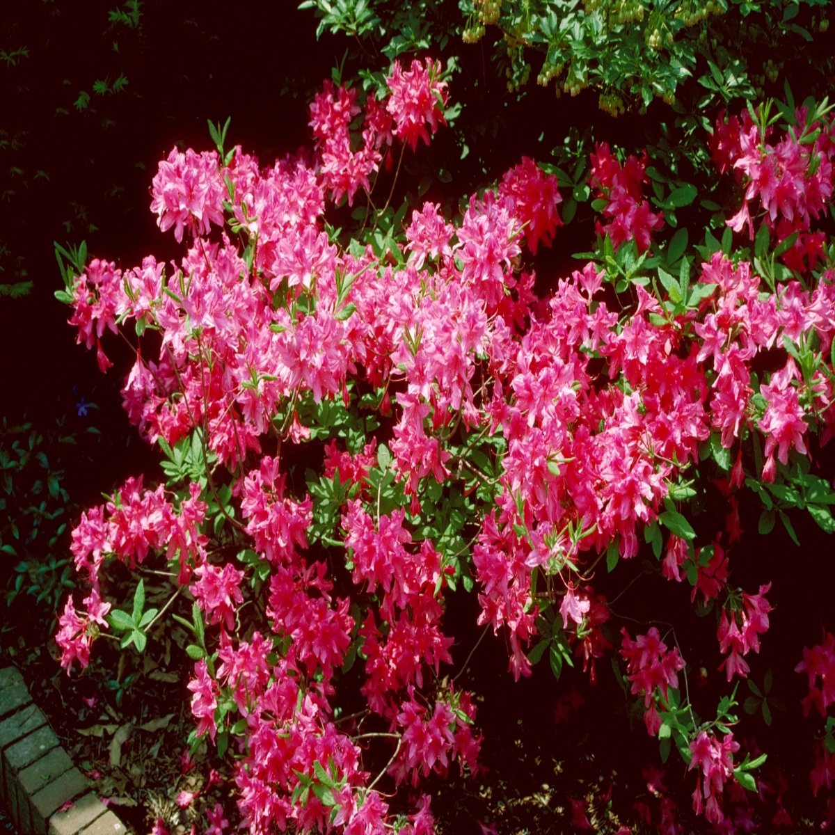 Rhododendron X Rosy Lights Azalea | SiteOne