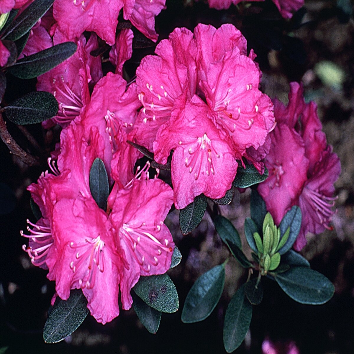 Rhododendron X P.J.M. Compacta Rhododendron | SiteOne