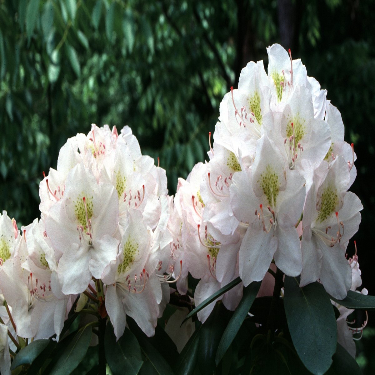 Rhododendron Catawbiense Album Rhododendron | SiteOne