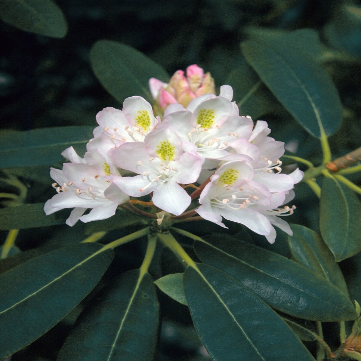 Rhododendron Maximum Rosebay Rhododendron | SiteOne