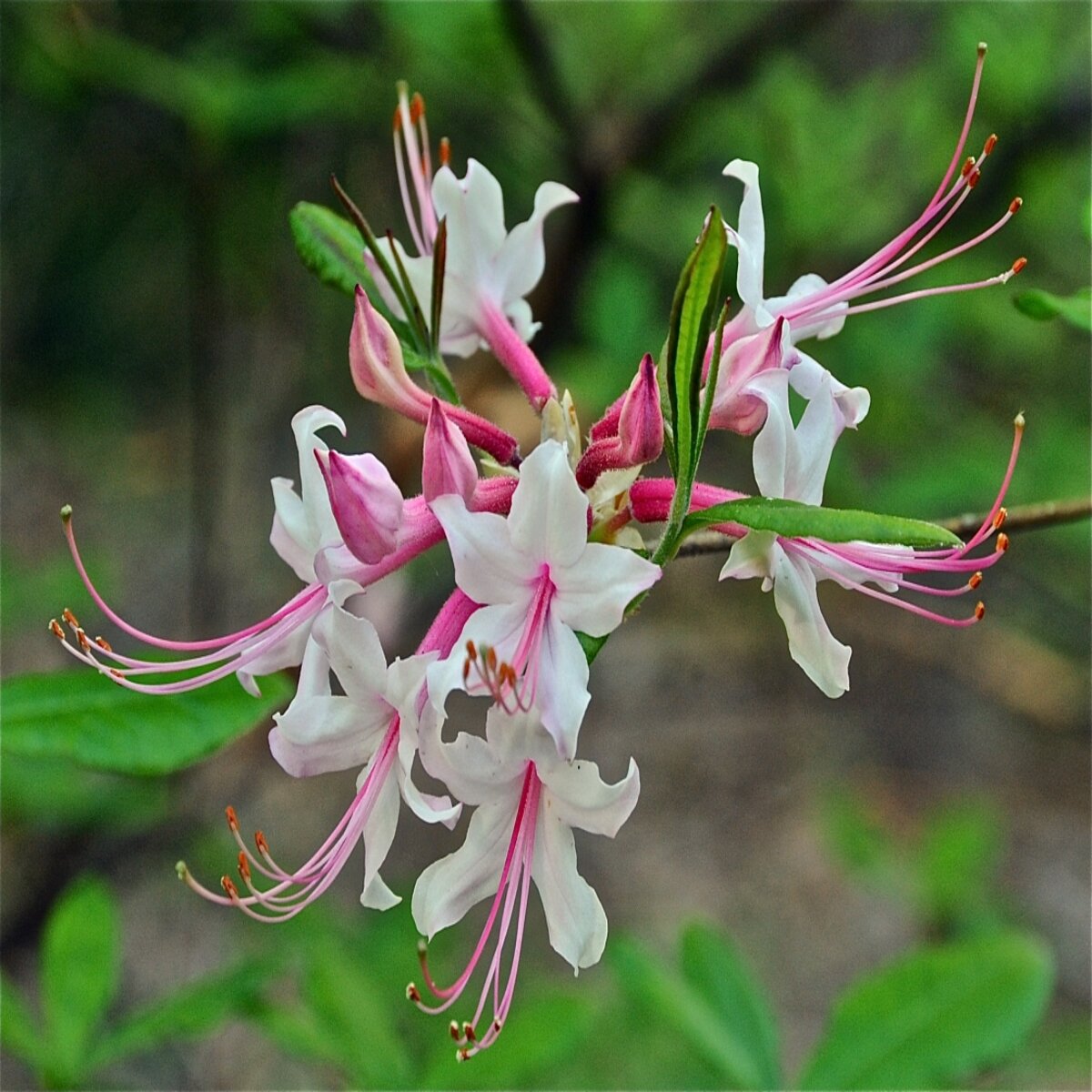 Rhododendron Periclymenoides Pinxterbloom Azalea | SiteOne